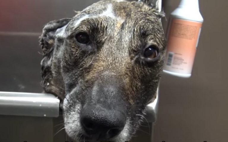Animal Rescue Team Helping A Dog Are Stunned At Her Reaction To Their ...