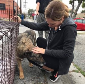 Animal Rescue Team Helping A Dog Are Stunned At Her Reaction To Their ...