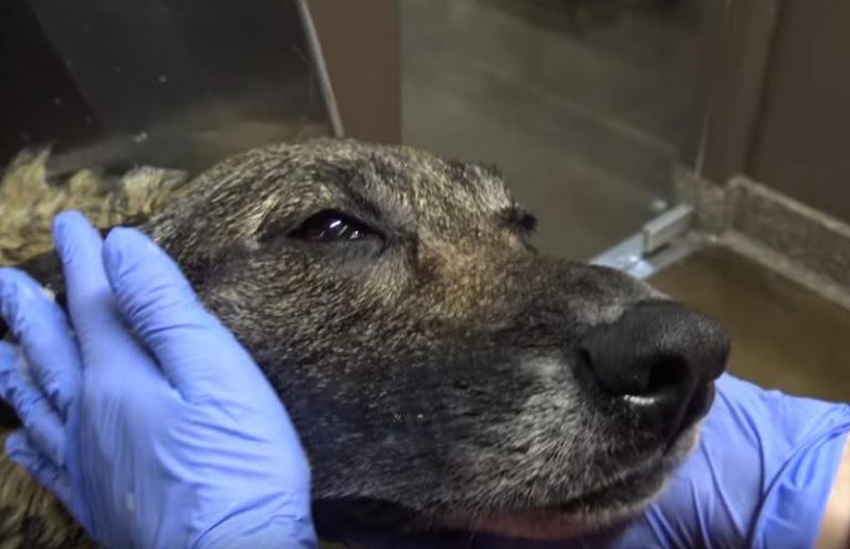 Animal Rescue Team Helping A Dog Are Stunned At Her Reaction To Their ...