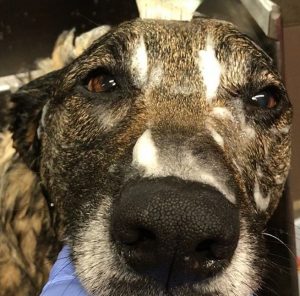 Animal Rescue Team Helping A Dog Are Stunned At Her Reaction To Their ...