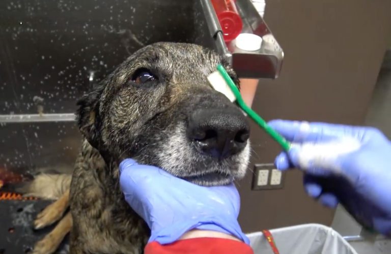 Animal Rescue Team Helping A Dog Are Stunned At Her Reaction To Their ...